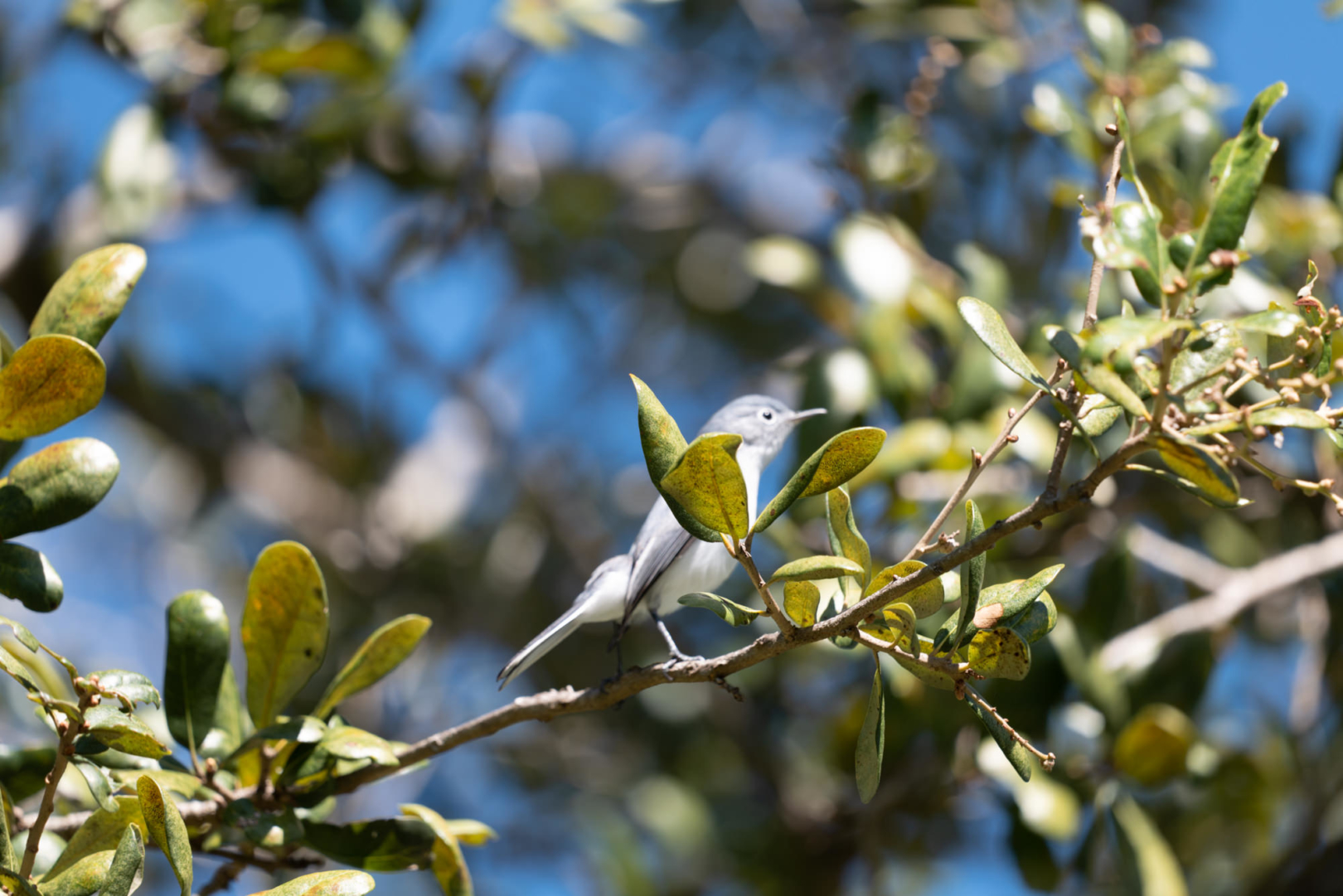Bird Photography with the SIGMA 100-400mm F5-6.3 DG DN OS Contemporary ...