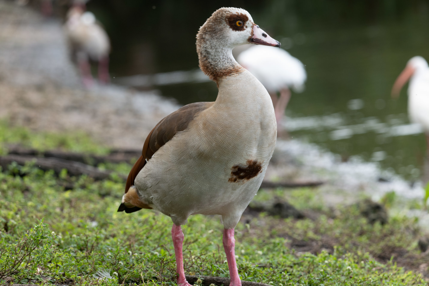 Bird Photography with the SIGMA 100-400mm F5-6.3 DG DN OS Contemporary ...