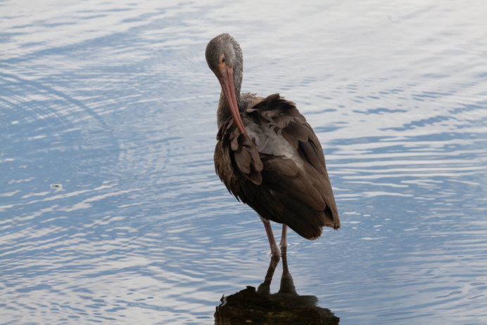 Bird Photography with the SIGMA 100-400mm F5-6.3 DG DN OS Contemporary ...